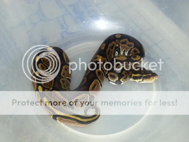 2013 Royal Python hatchlings: het Ultramel, UltraPin, VPI Axanthic, hets Axanthic | Reptile Forums